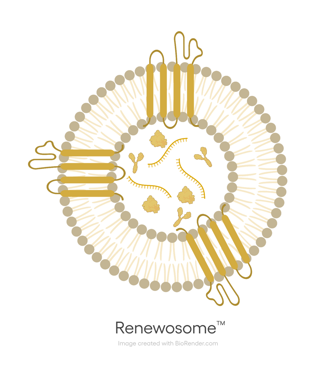 (plated)™ Skin Science: Renewosome™ Exosome Serums – ( plated )™ Skin ...
