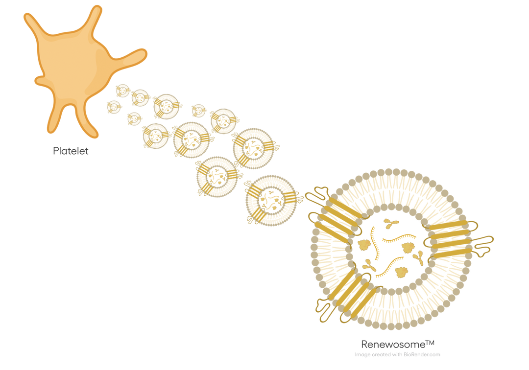 The Science Behind Our Serums | Exosome Skin Care Products – ( plated ...